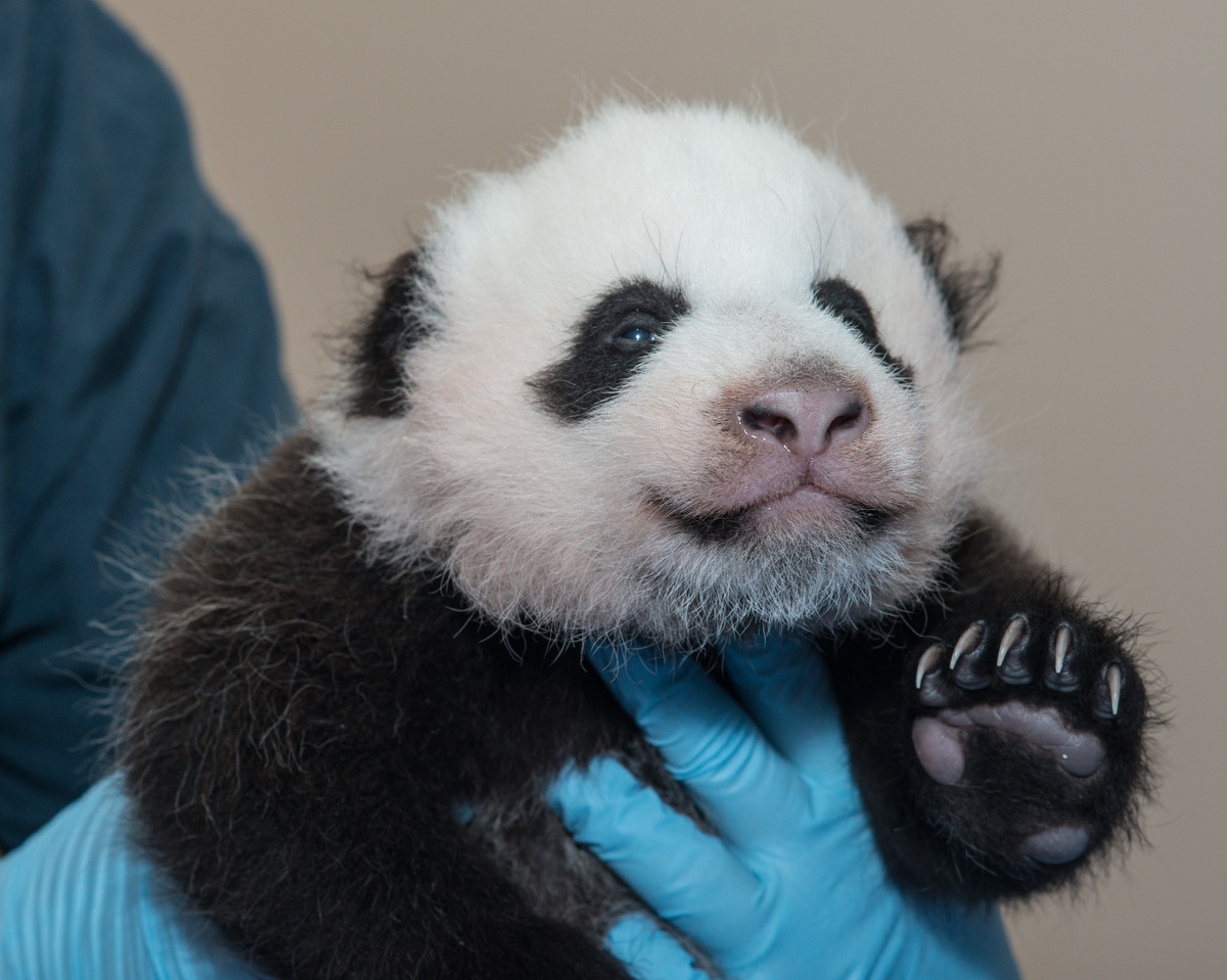 Bye-Bye, Bao Bao: Popular Giant Panda Heads To China This Winter : The ...