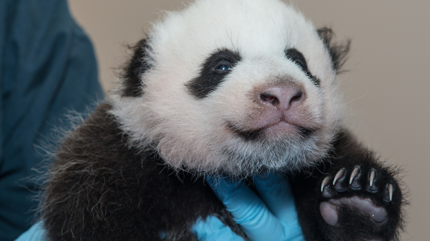 Bye-Bye, Bao Bao: Popular Giant Panda Heads To China This Winter : The ...