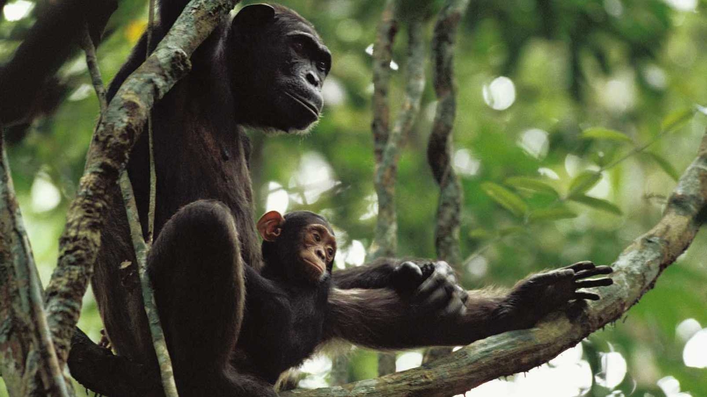 New Research Shows That Wild Chimpanzees Teach Their Children : 13.7 ...