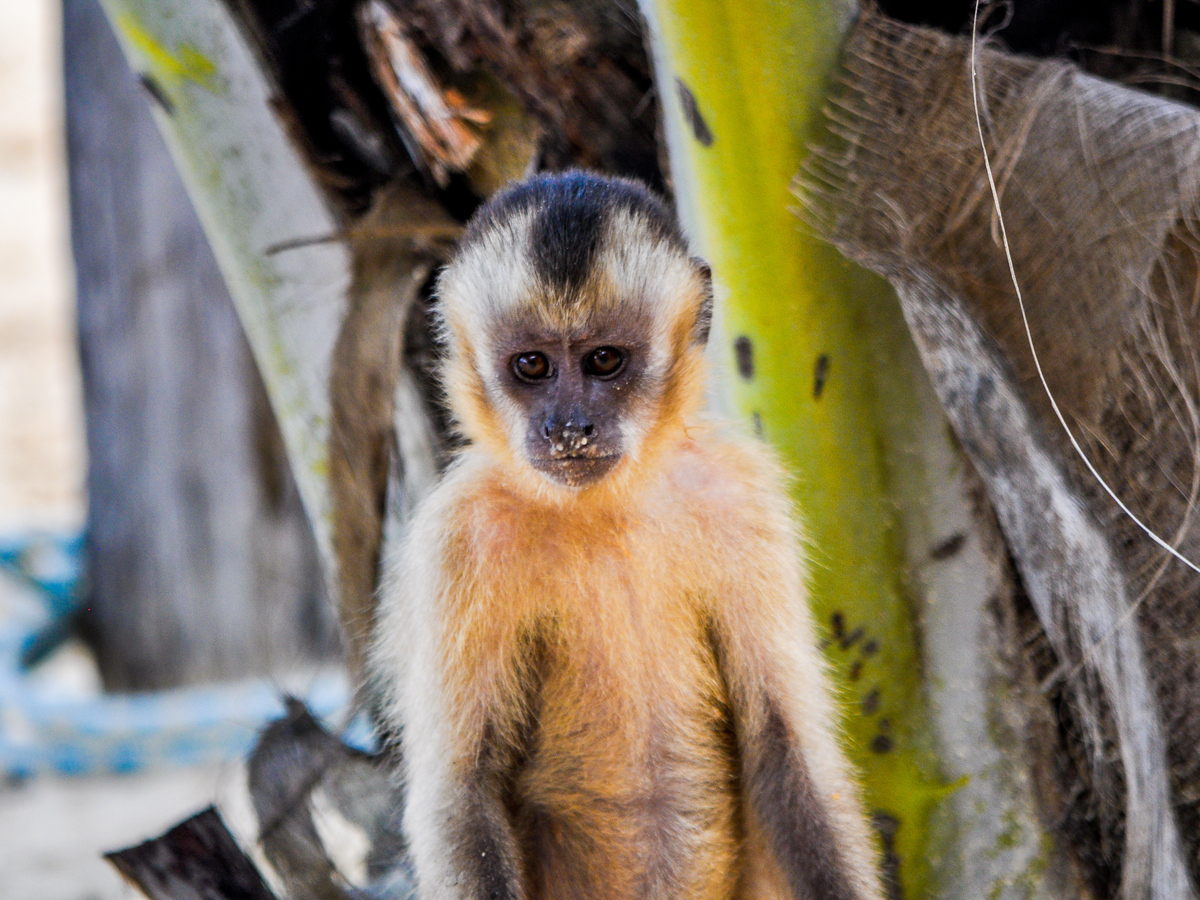 Rationality, Capuchin Monkeys And Our Hominin Ancestors : 13.7: Cosmos ...