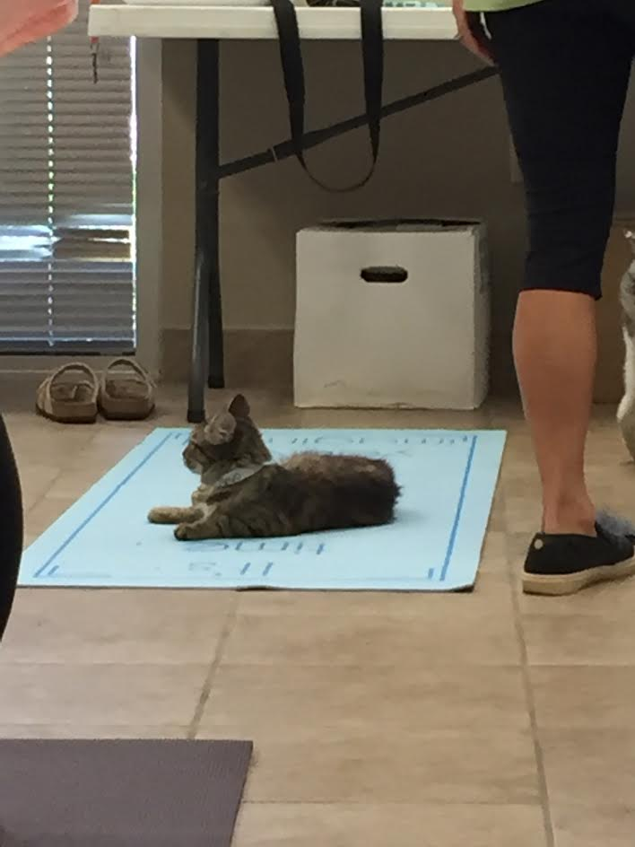 Cat Yoga: A Pretty Purrfect Way To Relax : NPR