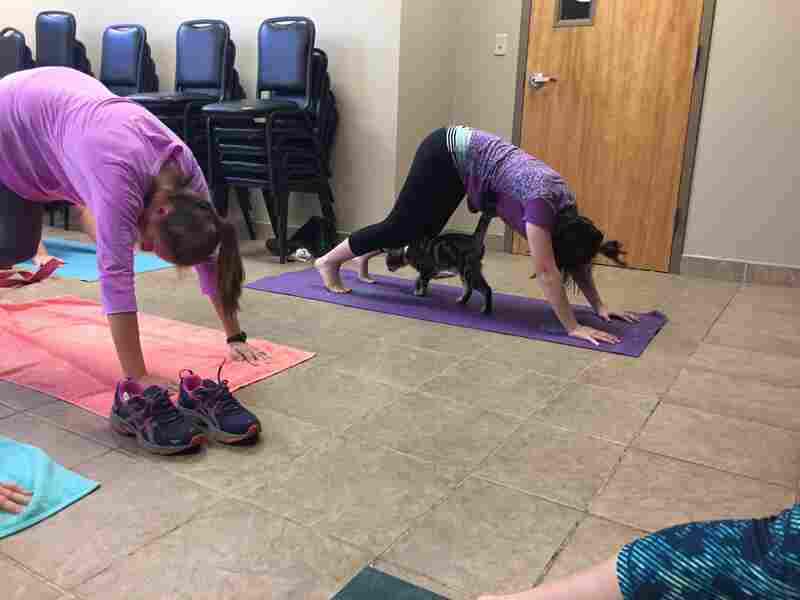 Cat Yoga: A Pretty Purrfect Way To Relax : NPR