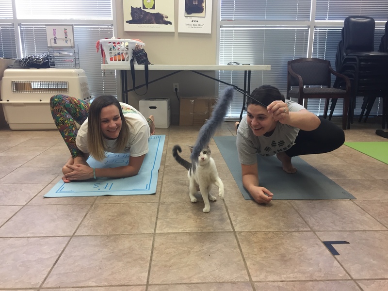 Cat Yoga: A Pretty Purrfect Way To Relax : NPR