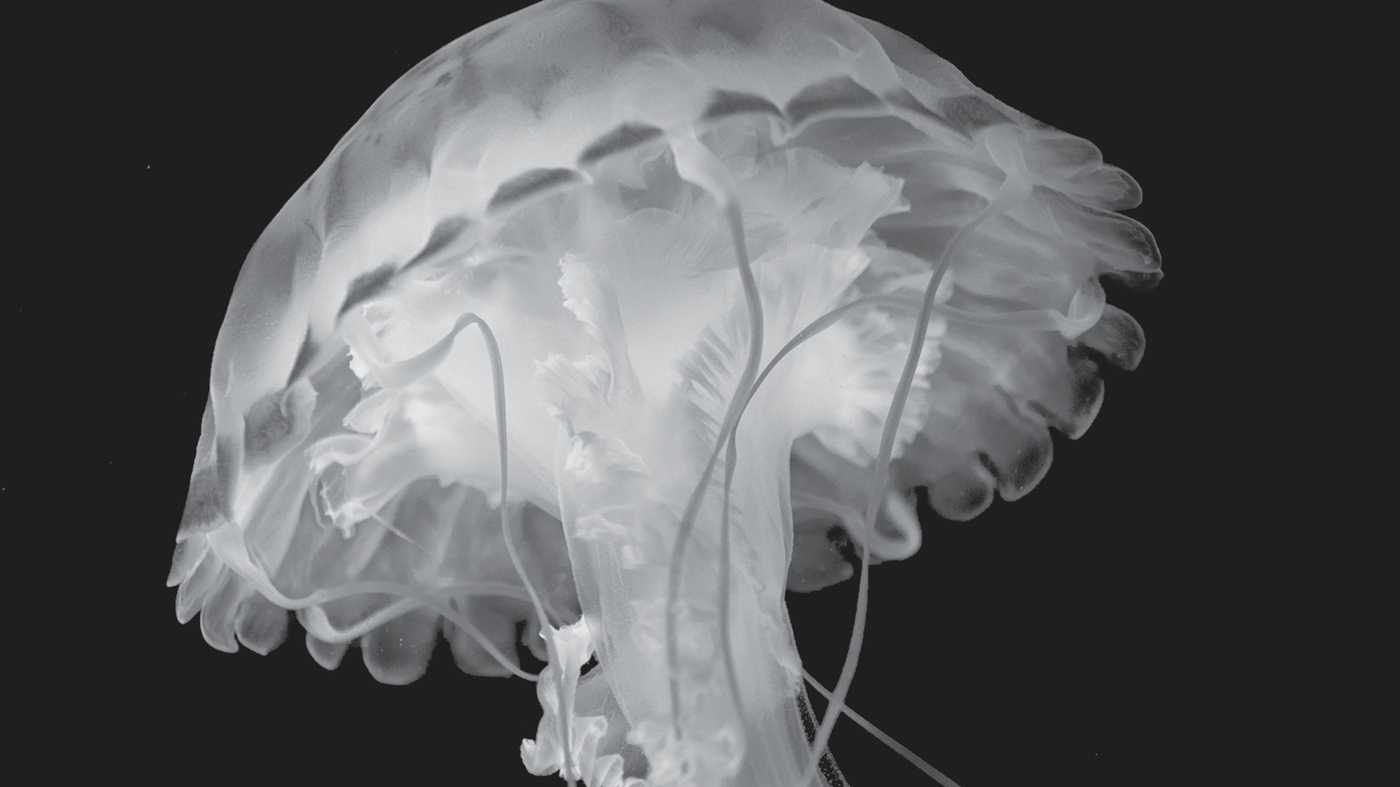 'Fish In Exile' Is A Chronicle Of Grief Barely Survived : NPR