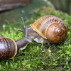 Jeremy, The Lonely, Left-Twisting Snail, Dies — But Knows Love Before ...