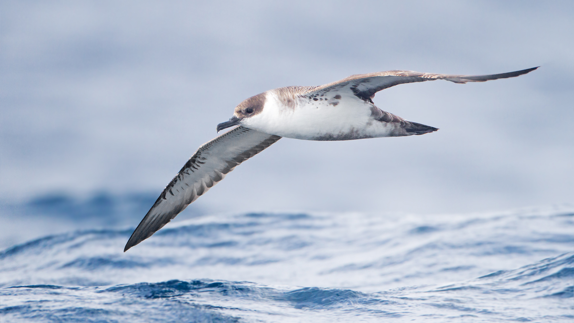Why Seabirds Love To Gobble Plastic Floating In The Ocean : The Two-Way ...