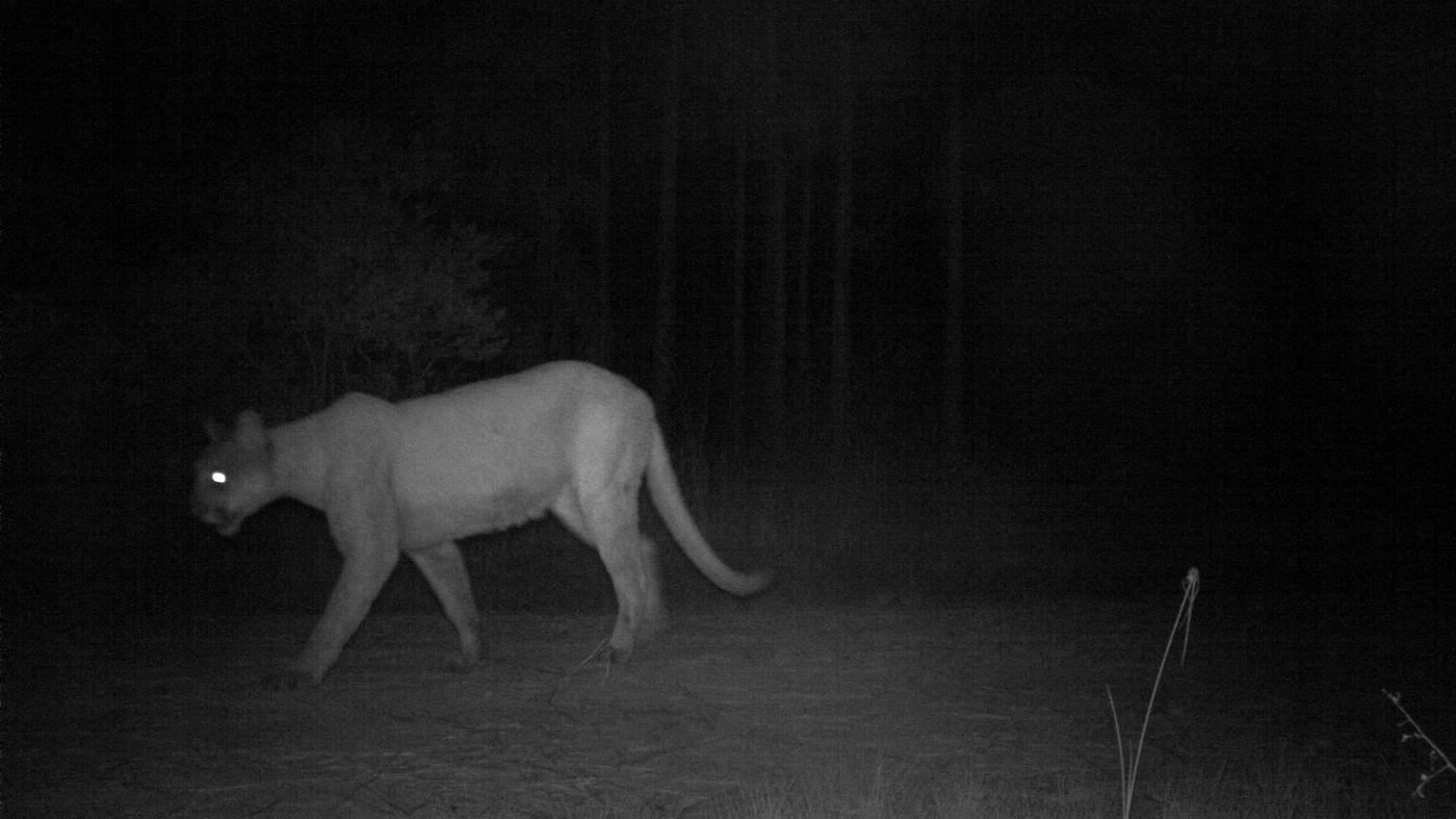 Female Panther Crosses Florida River; Humans Applaud : The Two-Way : NPR