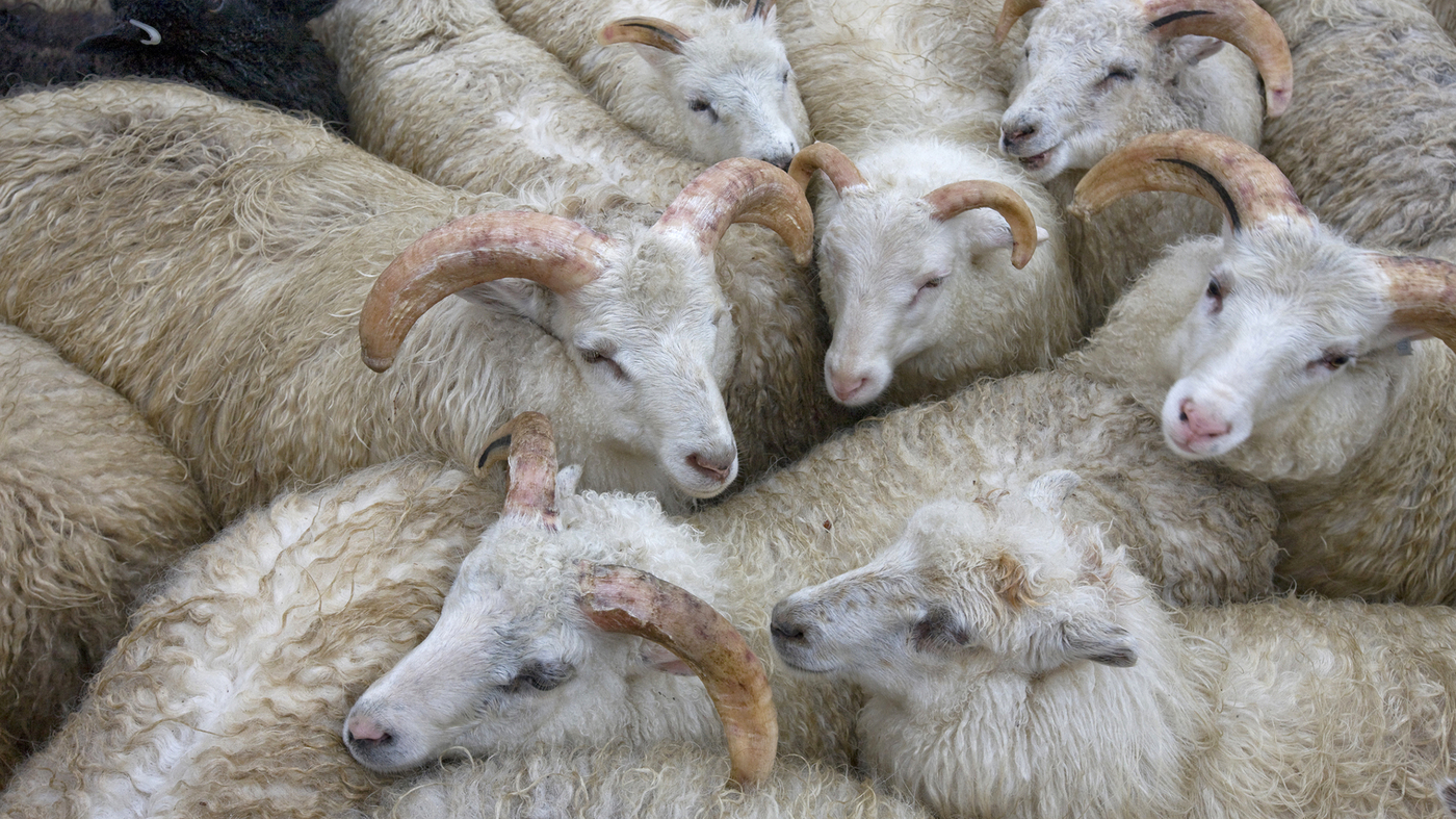 Climate Change Is Making Greenland Warmer, But Farmers There Are ...
