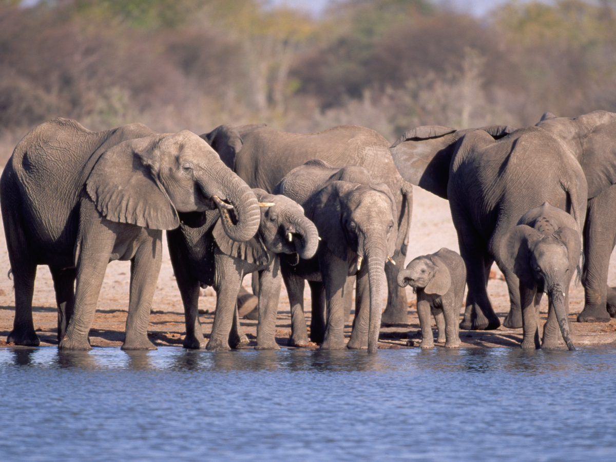 Giving Thanks For Animals — And Those Who Help Them : 13.7: Cosmos And ...