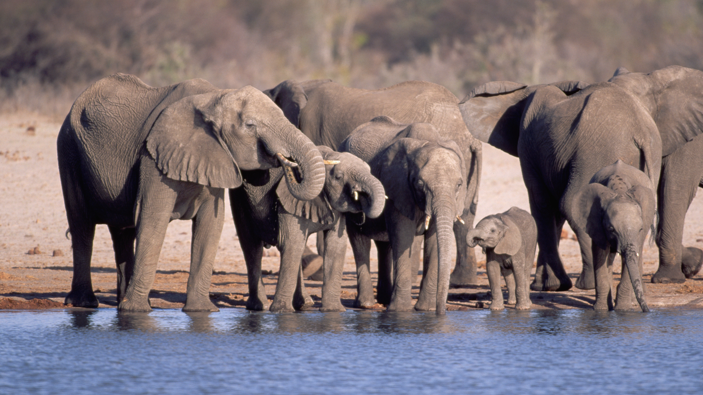 Giving Thanks For Animals — And Those Who Help Them : 13.7: Cosmos And ...