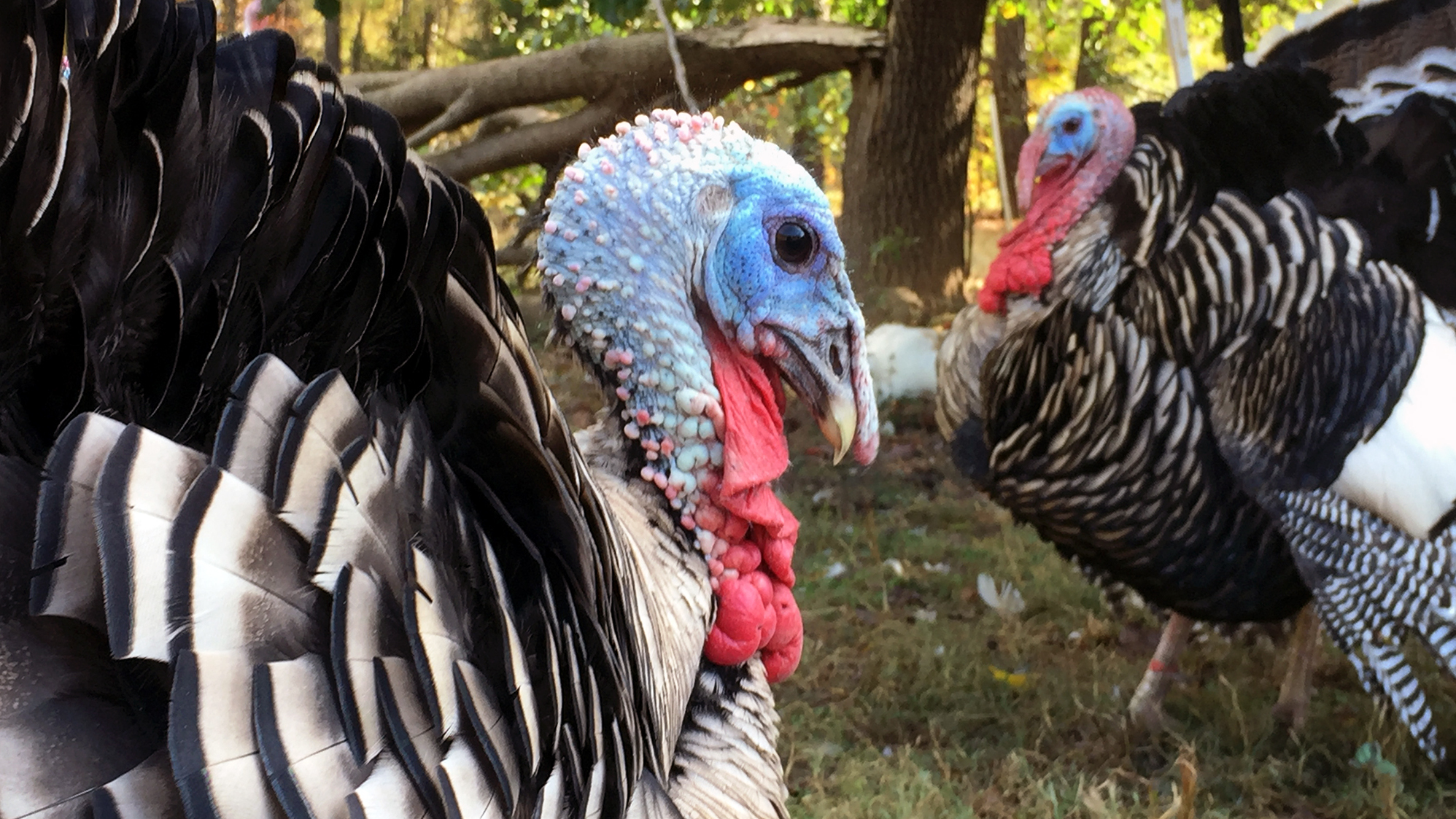 Heritage Turkeys Make A Comeback, But To Save Them We Must Eat Them ...