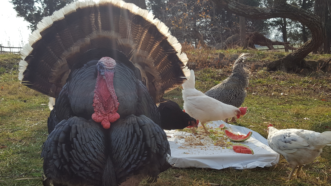At This Vegan Thanksgiving Feast, They're Happy To Save Some Turkey ...