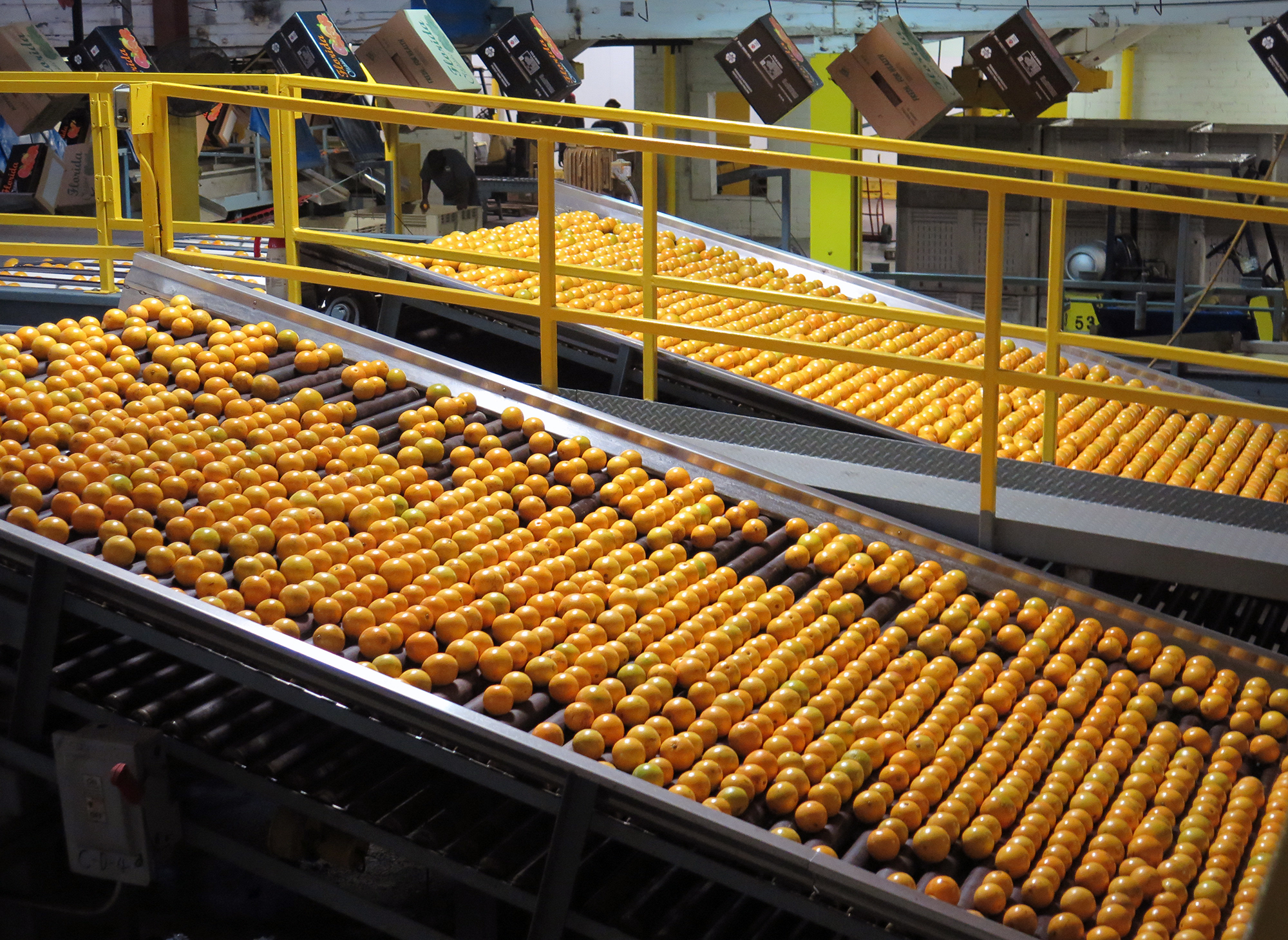 After A Sour Decade, Florida Citrus May Be Near A Comeback | NPR ...
