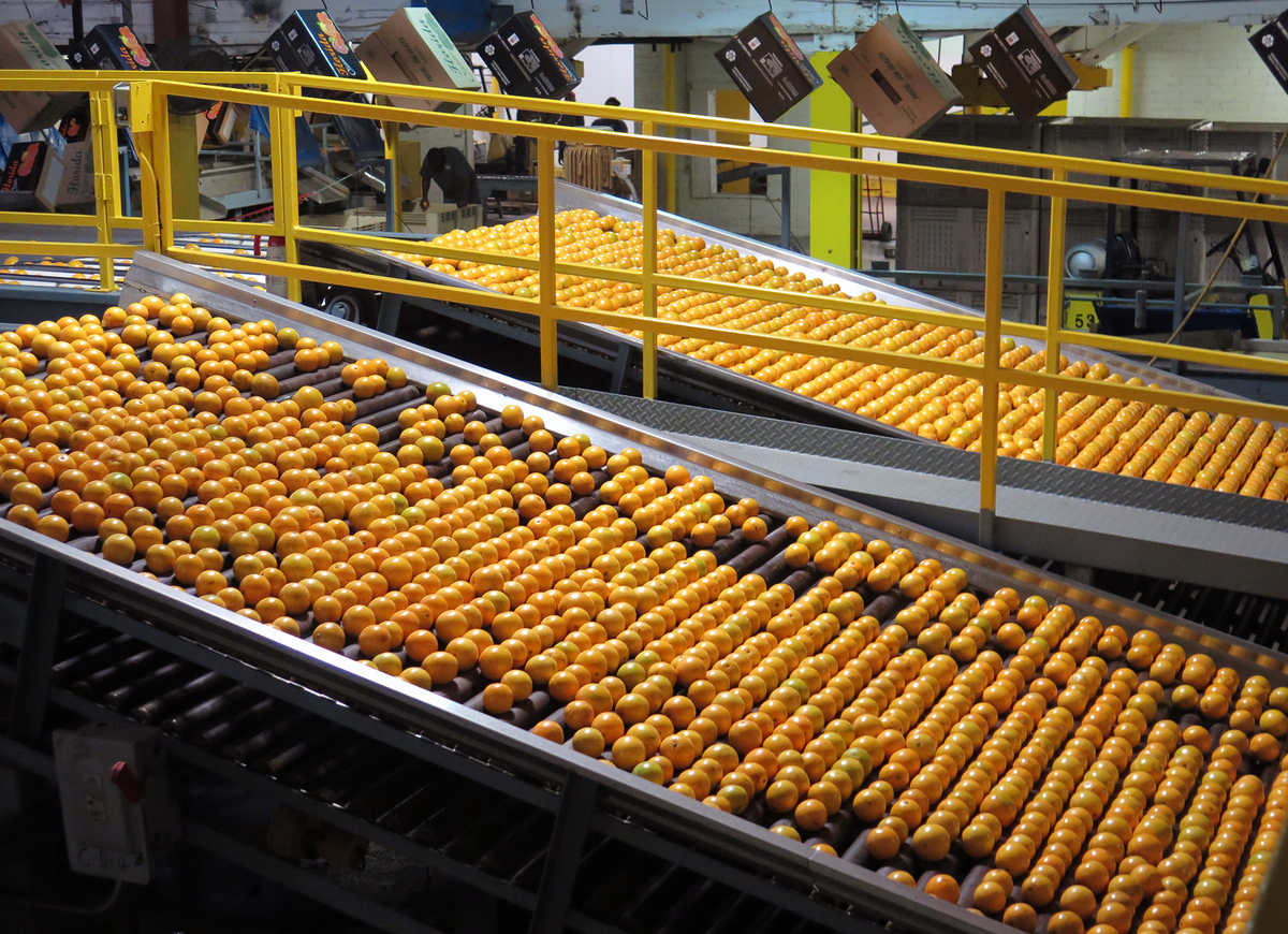 After A Sour Decade, Florida Citrus May Be Near A Comeback : The Salt : NPR