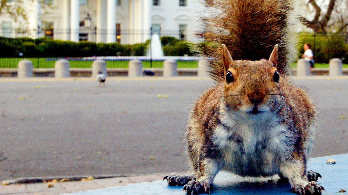 NPR News Nuggets: Happy Feet, Squirrel Attack & A Lasting Smell : NPR