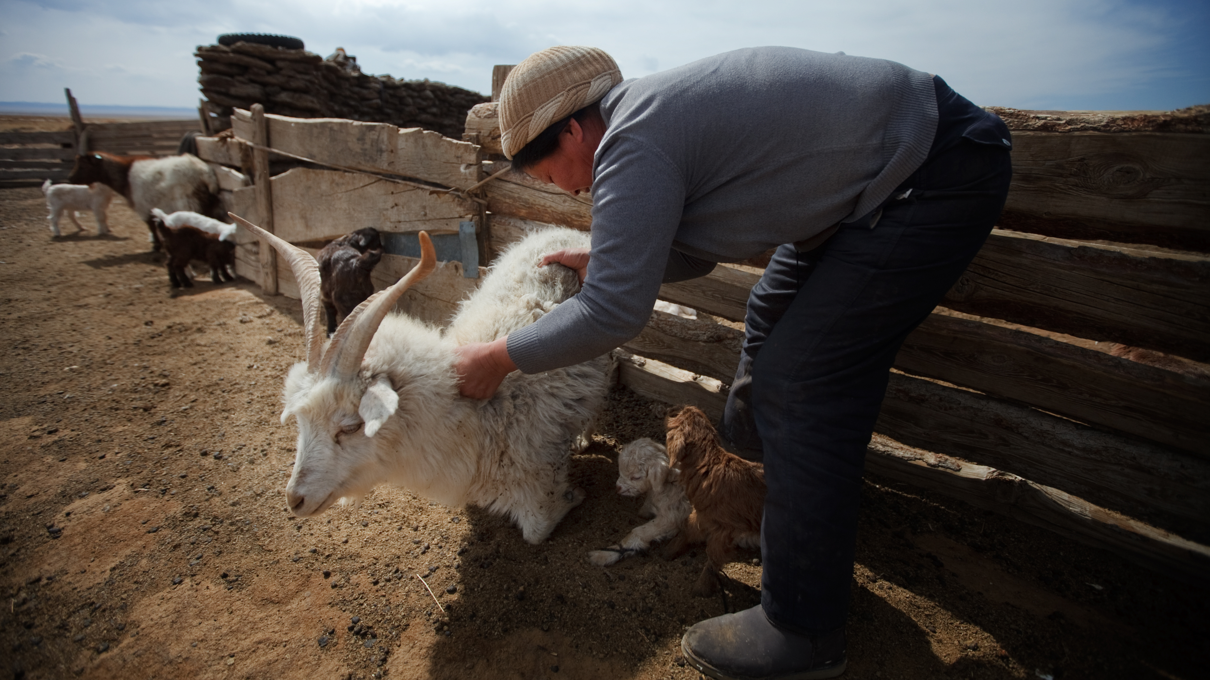Mongolia's Goats Produce A Third Of World's Cashmere And Are Trampling ...