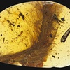 Amber-Trapped Tick Suggests Ancient Bloodsuckers Feasted On Feathered ...