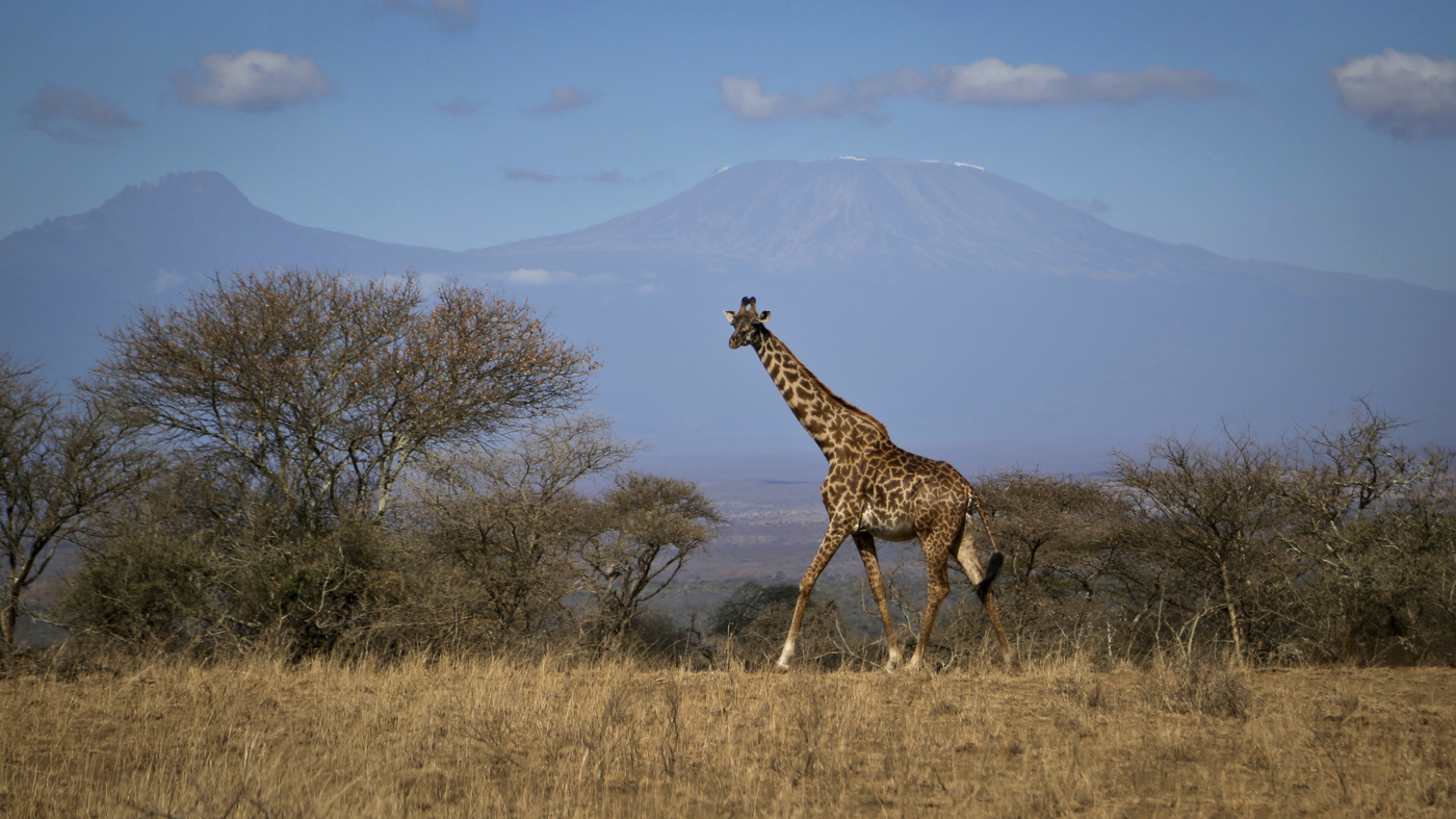 Giraffe Now Listed As 'Vulnerable' To Extinction As Population Plummets ...
