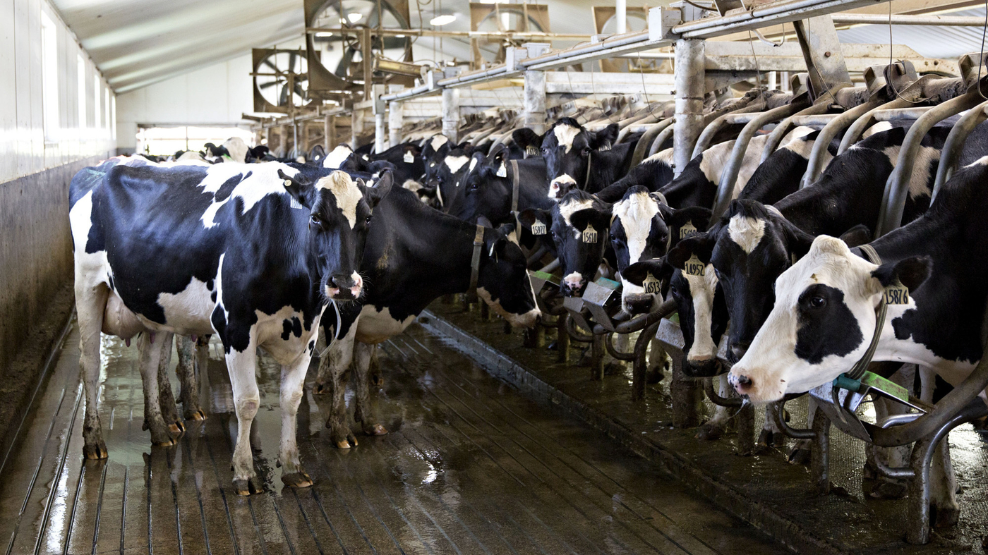 Washington State Dairy Workers Challenge Their Exemption From Overtime ...