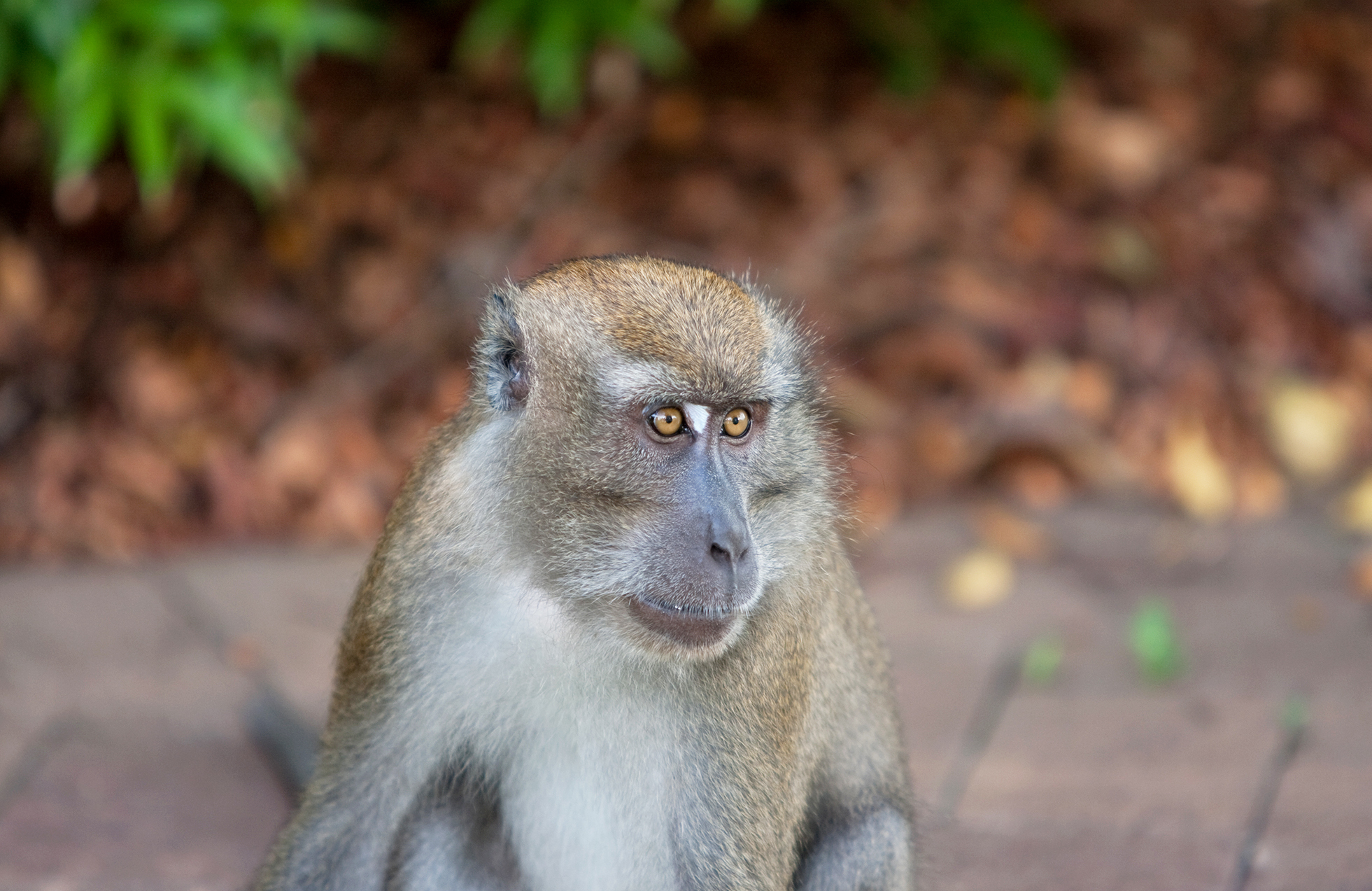Say, What? Monkey Mouths And Throats Are Equipped For Speech | NCPR News