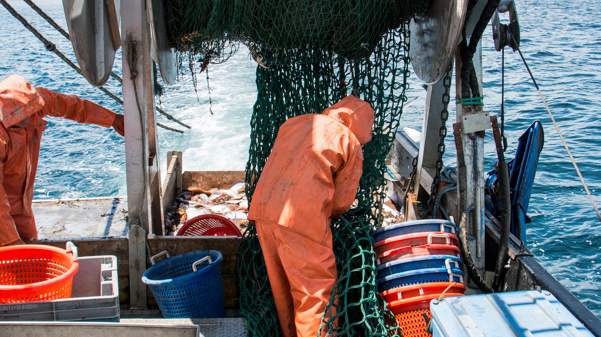 Fishermen Team Up With Scientists To Make A More Selective Net : The ...