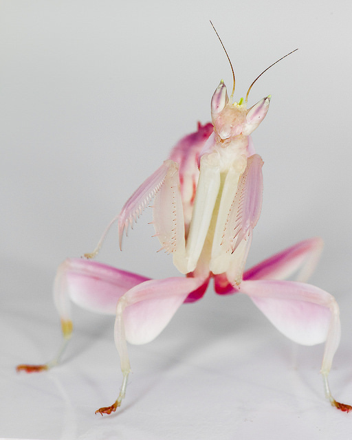 Beautiful Huntresses: Scientists Explain Why Mantises Evolved To ...