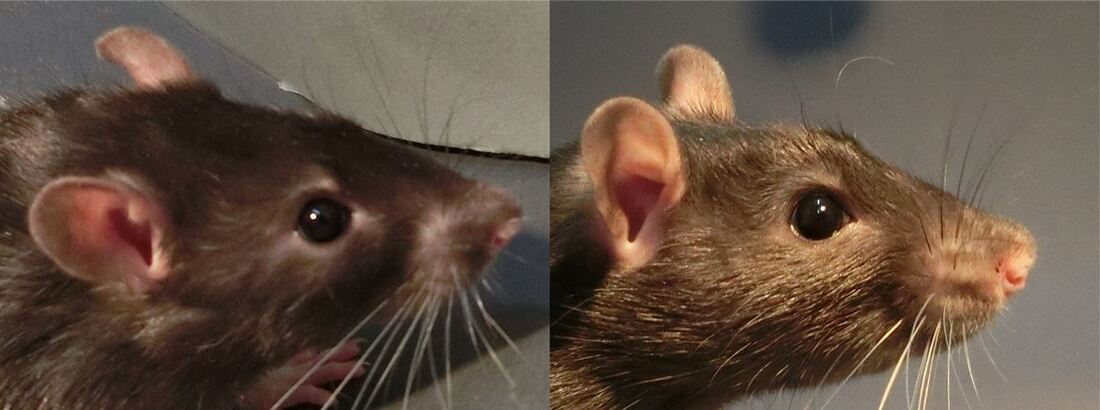 Tickled Pink: Scientists Have Determined What A Happy Rat Looks Like ...