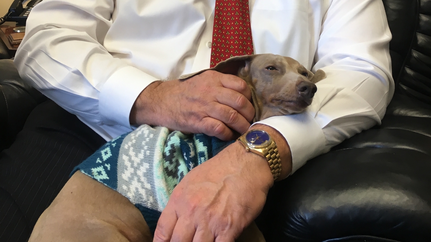Despite Partisan Rancor, Democrats And Republicans Can Agree On Dogs : NPR