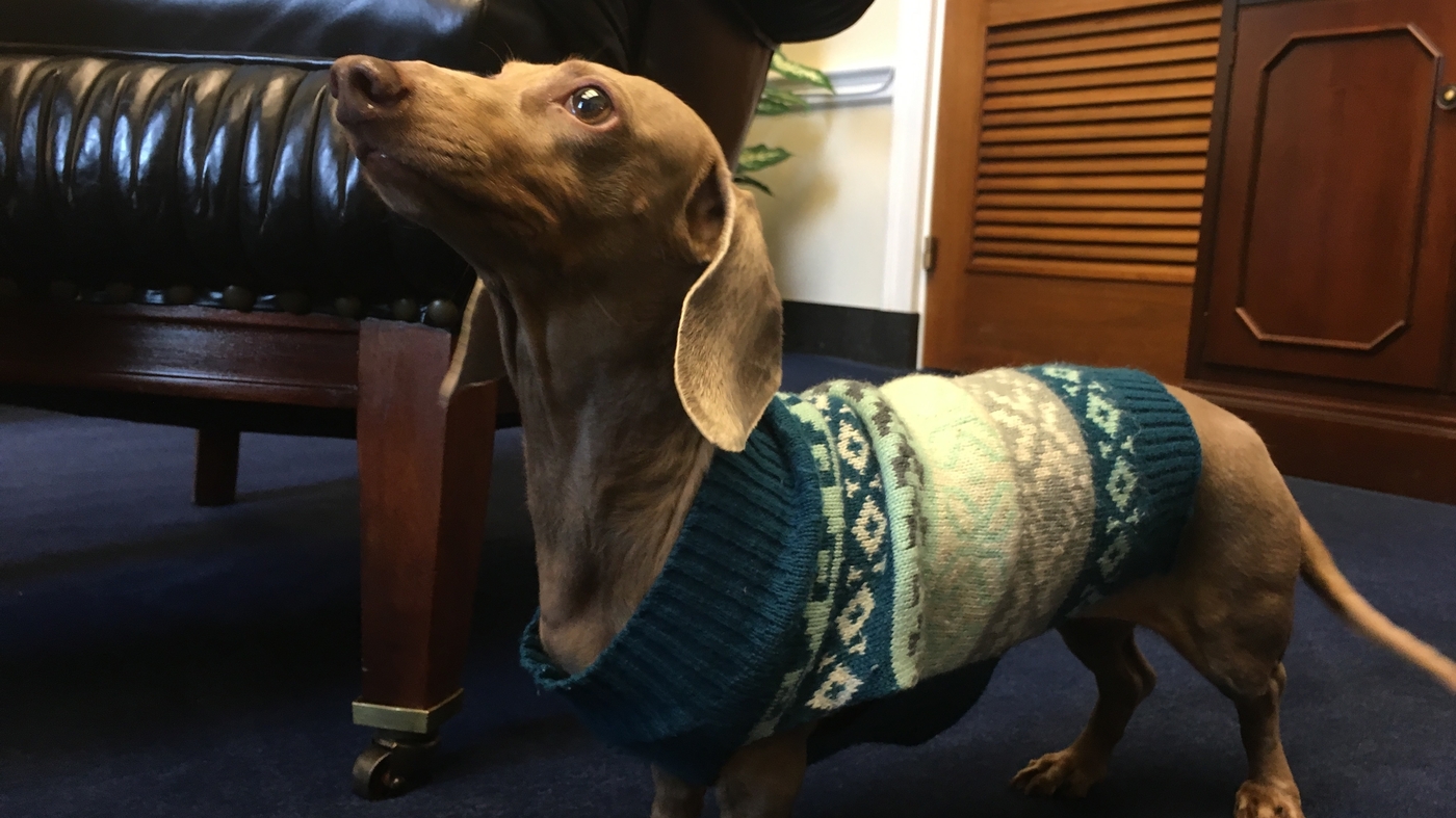 Despite Partisan Rancor, Democrats And Republicans Can Agree On Dogs : NPR