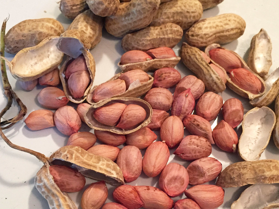 Heirloom African Peanut, Once Nearly Extinct, Returns : The Salt : NPR