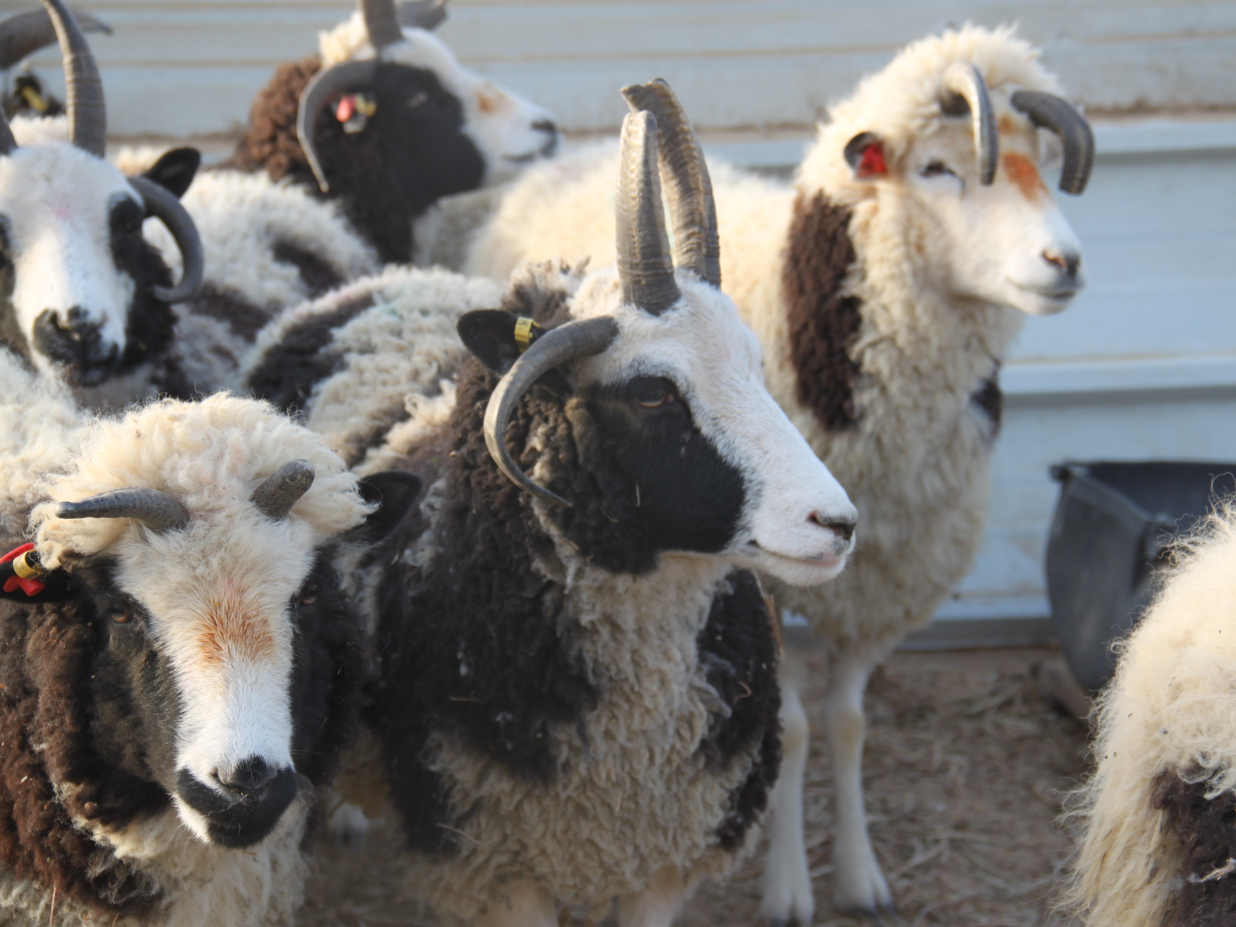 Farmers On Mission To Return 'Old Testament Sheep' To Holy Land | NCPR News