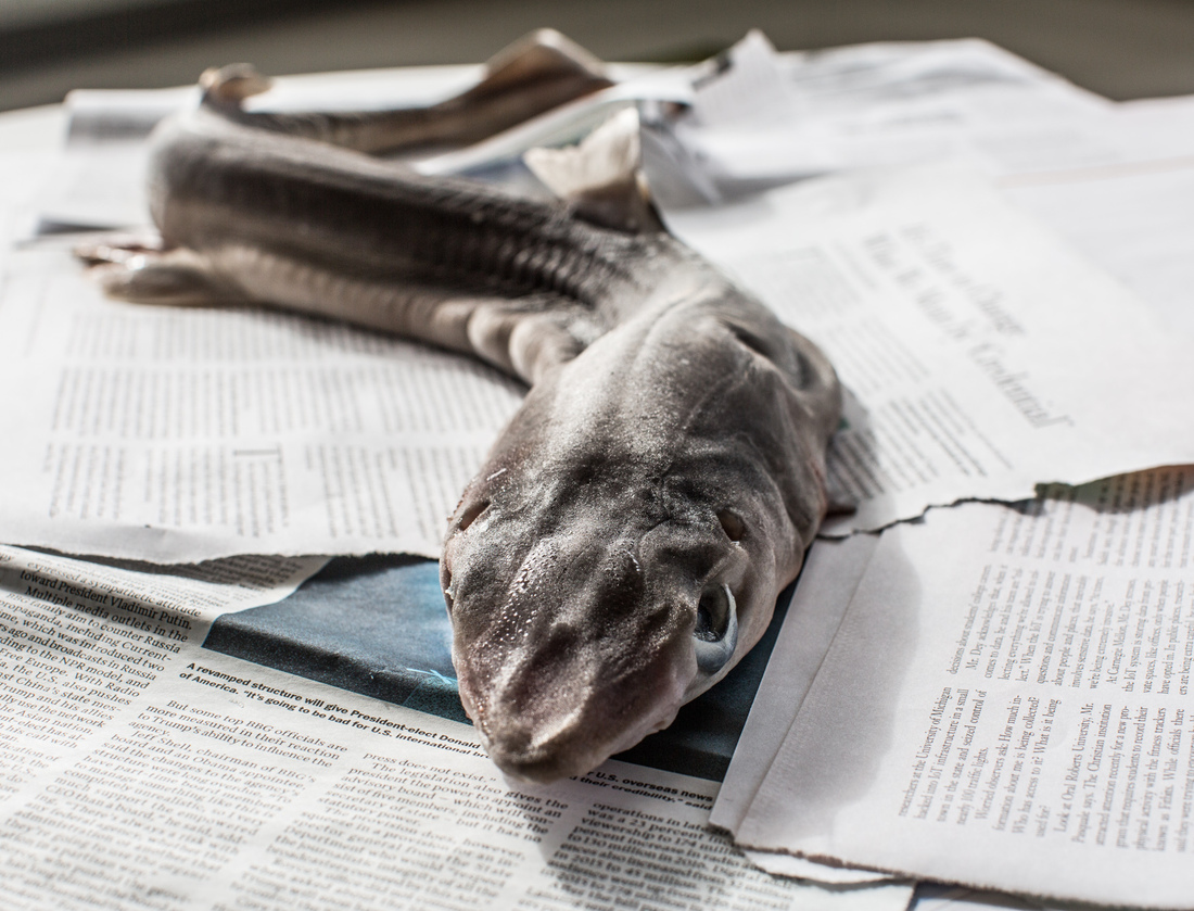 Hello, Dogfish! When A Shark Becomes A Tasty Taco ... And A New ...
