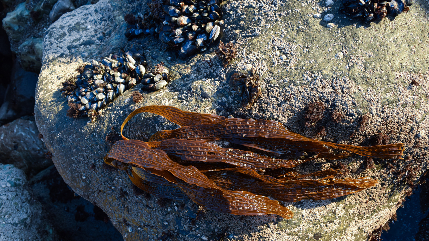 Bountiful Beach Buffet: Fresh Seaweed Is Making Waves Among Foragers ...