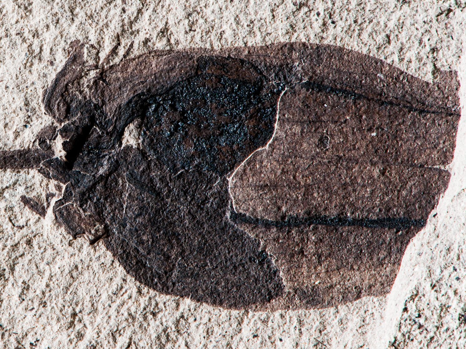 52 Million-Year-Old Tomatillo Fossils Rewrite Veggie History - capradio.org