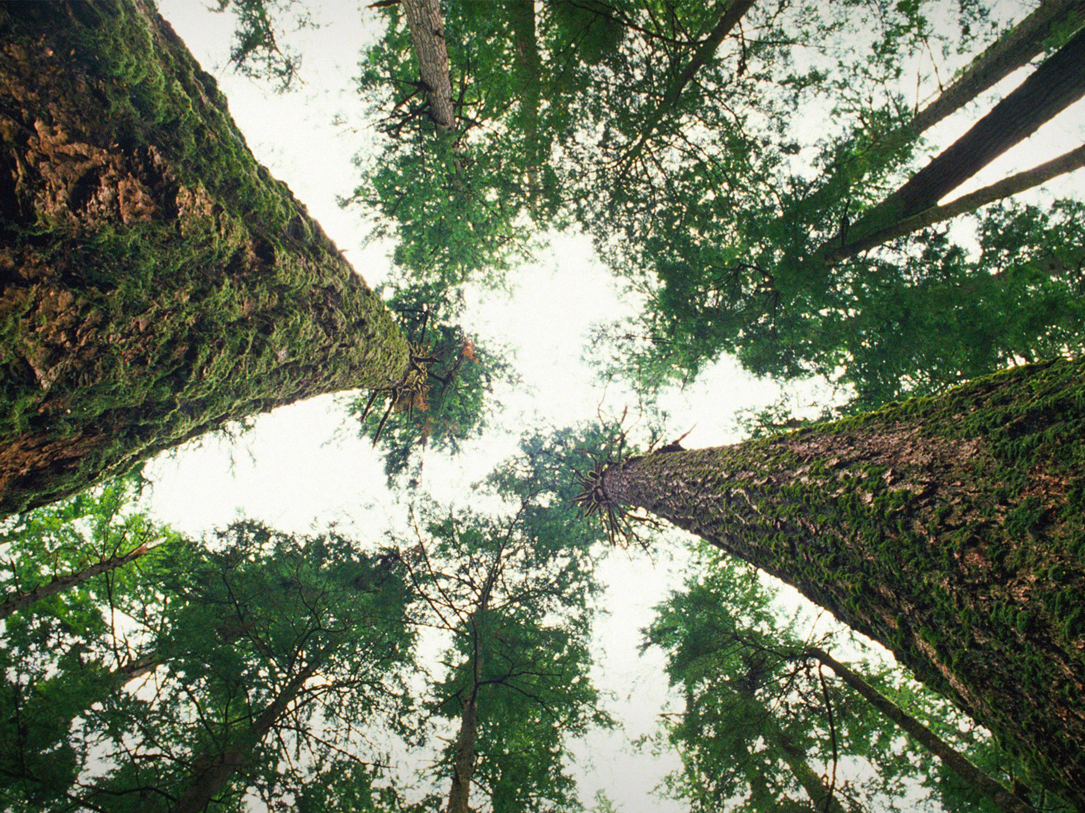 How Do Trees Collaborate? | NCPR News