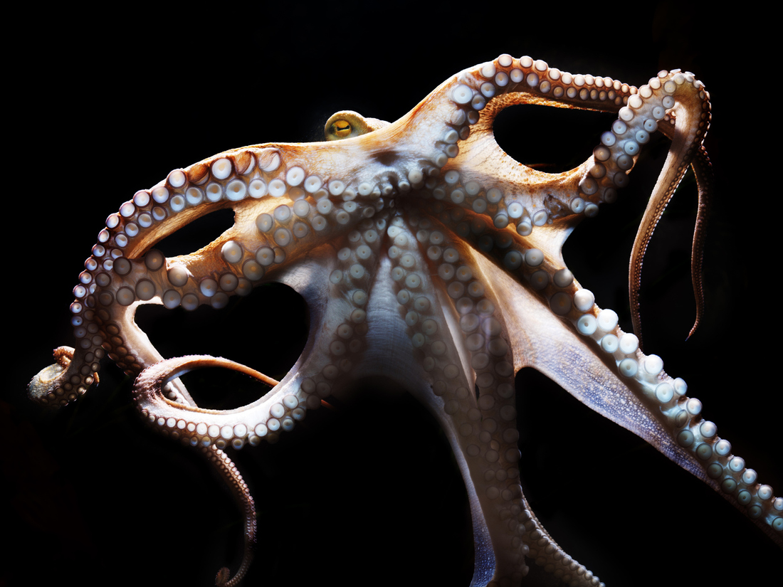 Philosophy In The Octopus's Garden : 13.7: Cosmos And Culture : NPR