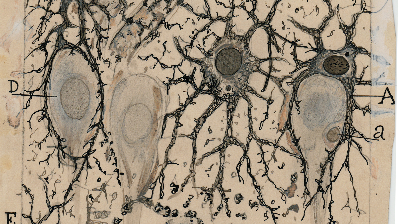 A New Book And Exhibit On Santiago Ramon y Cajal Highlight Drawings In ...