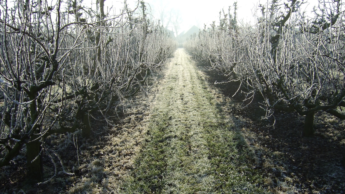 Climate Change Puts The Future Of California's Tree Crops In Jeopardy ...