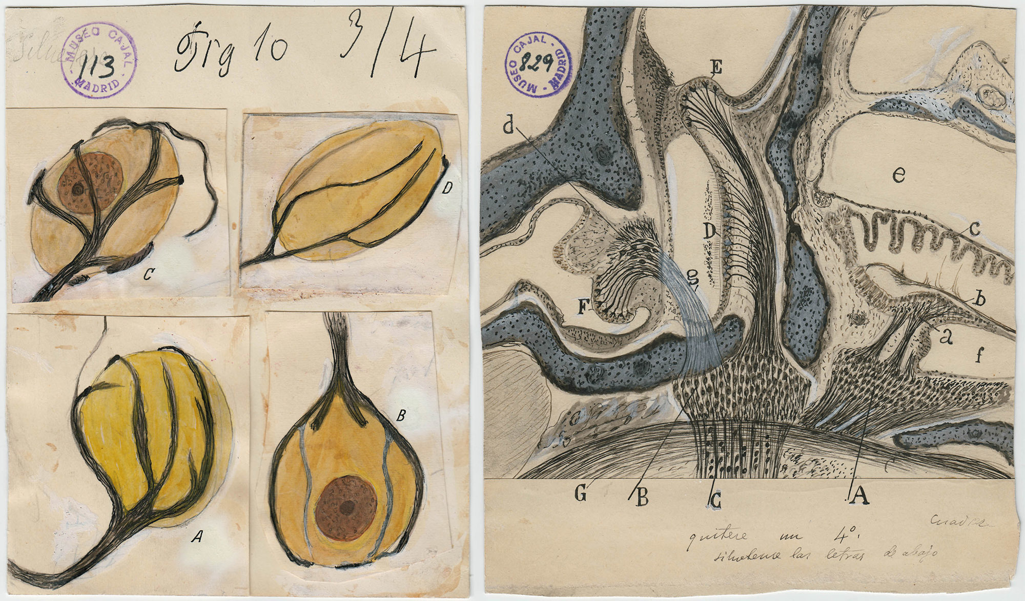 Santiago Ramón y Cajal's Artistic Skill Revealed The Hidden Brain ...