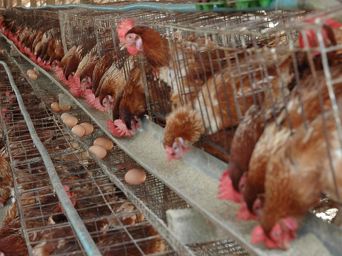 Episode 632: The Chicken Tax : Planet Money : NPR