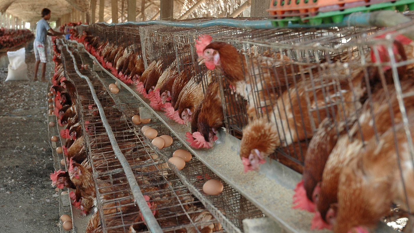 Episode 632: The Chicken Tax : Planet Money : NPR