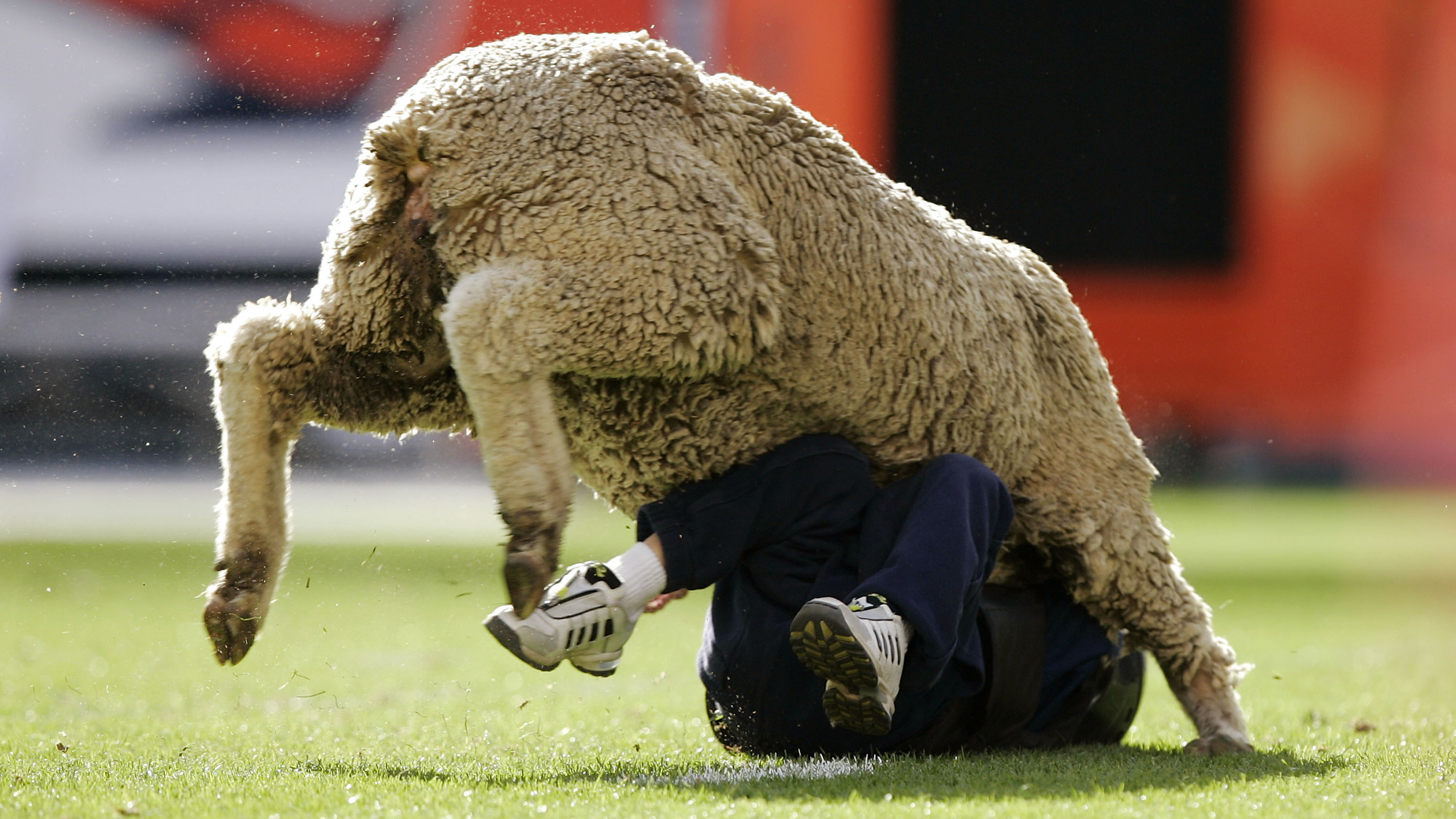NPR News Nuggets: A B.S. College Course, Beer & Sheep : NPR