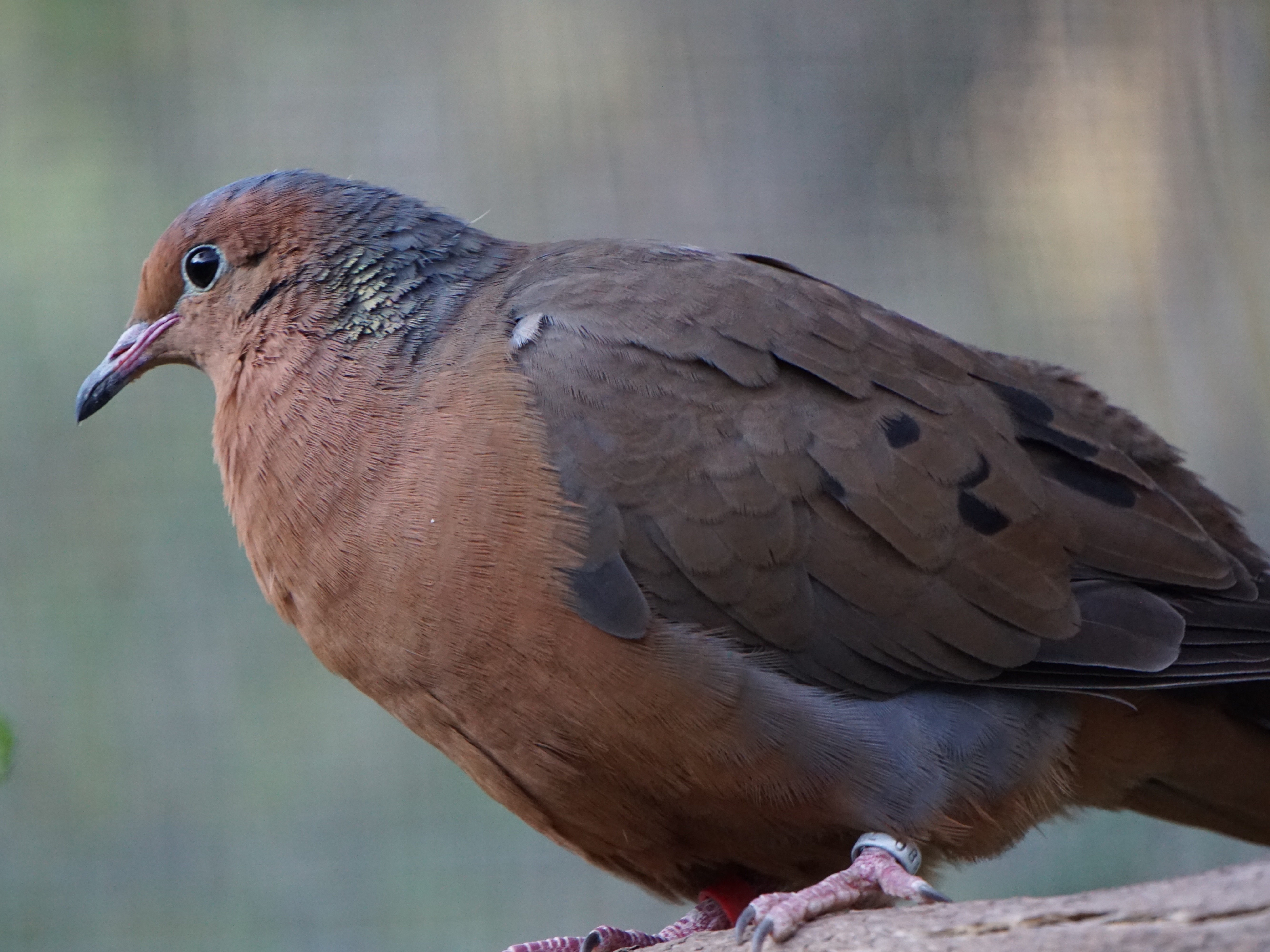 Move Over, Sheep. Doves Are Returning Home To Tiny Island Of Socorro ...
