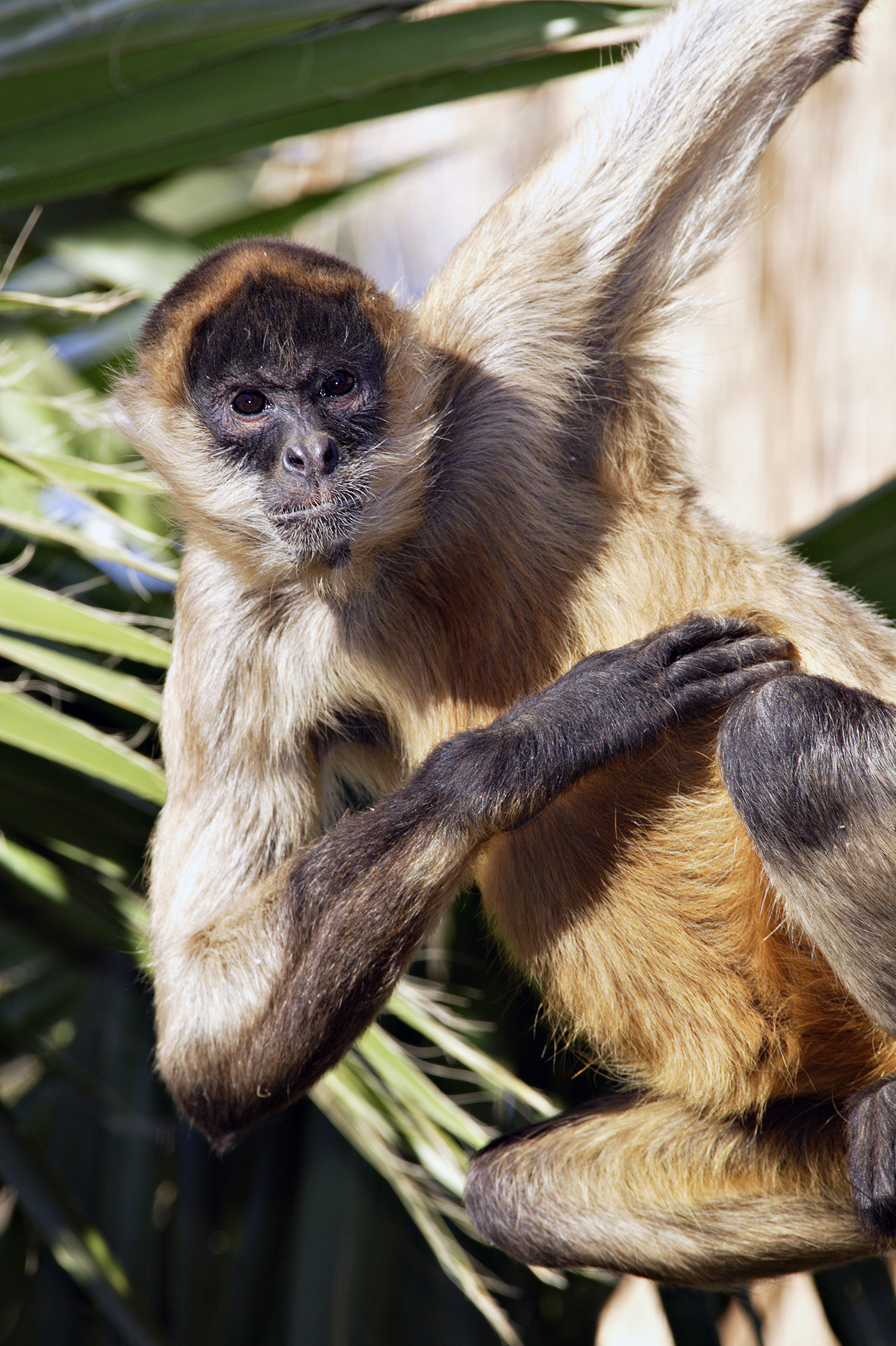 Save The Monkeys, Save The Trees, Sell The Chocolate | NCPR News