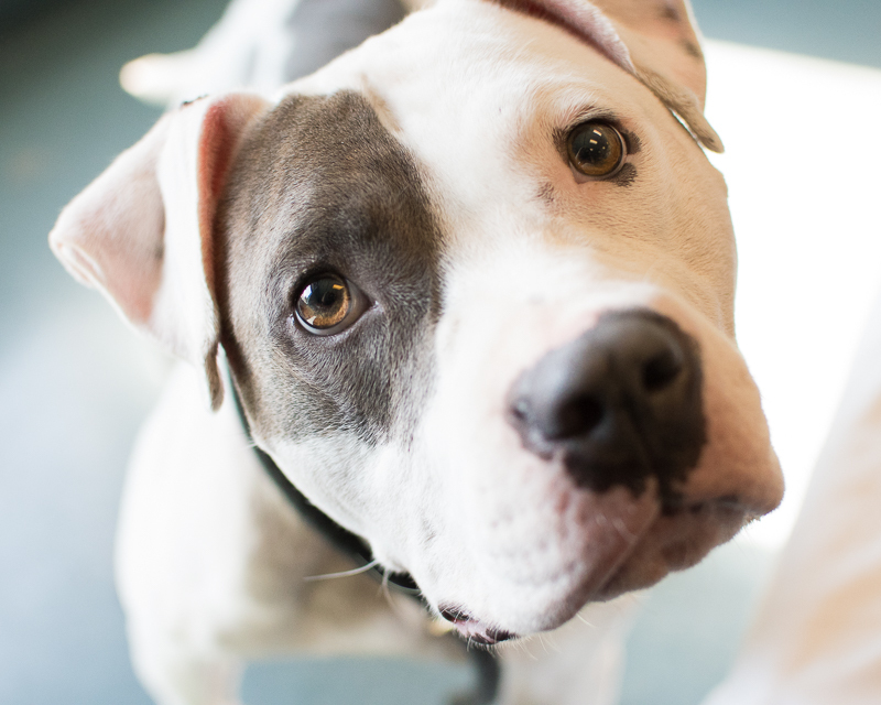 Richmond's Animal Care And Control: How Its Director Is Saving The ...