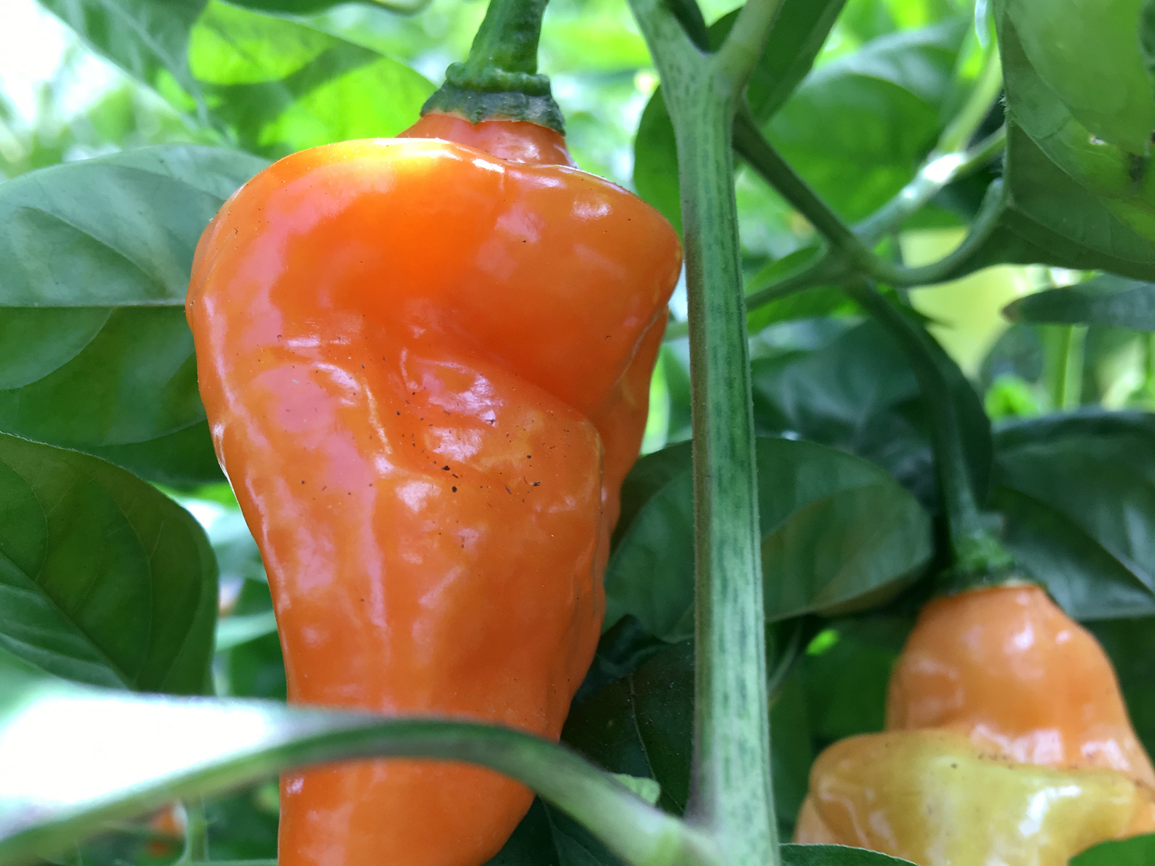 This Heatless Habanero Packs All Of The Flavor With None Of The Burn ...