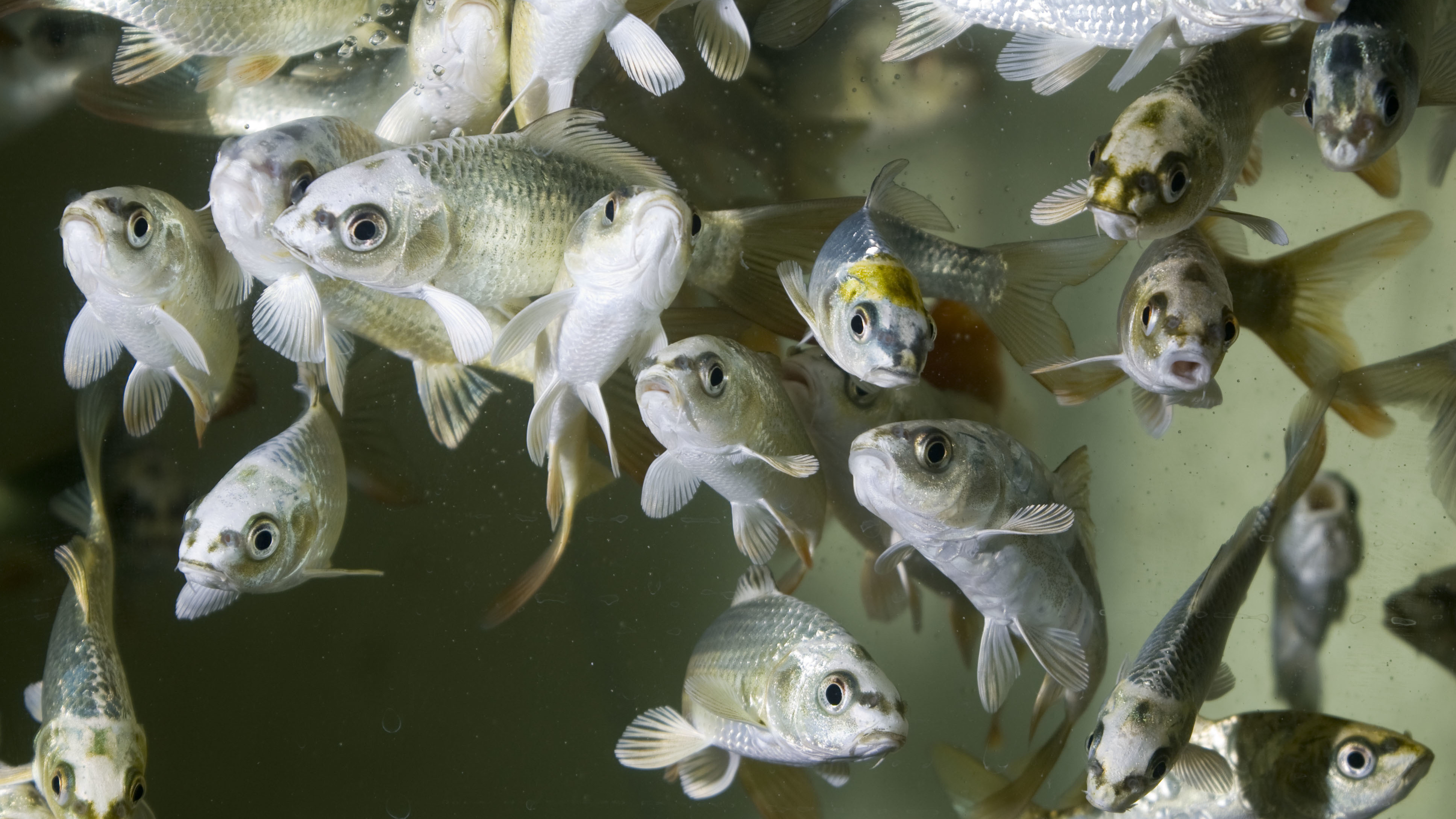 In Studying Sick Fish, Scientists Trace History Of Fevers : The Salt : NPR