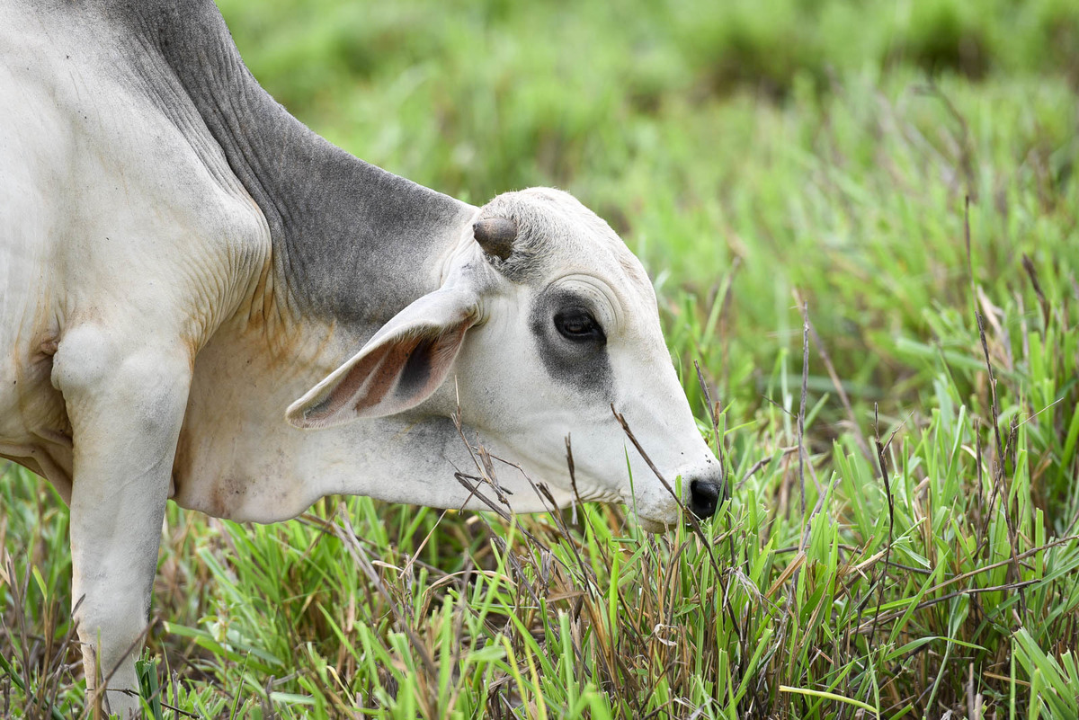 To Save The Planet, Give Cows Better Pasture : The Salt : NPR