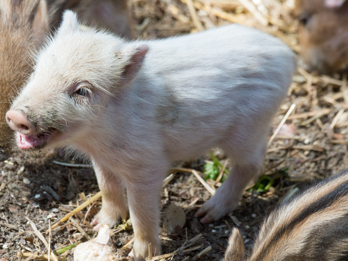 NPR News Nuggets: Terrorizing Pig, (Sort Of) Flying Pig & Wigs : NPR