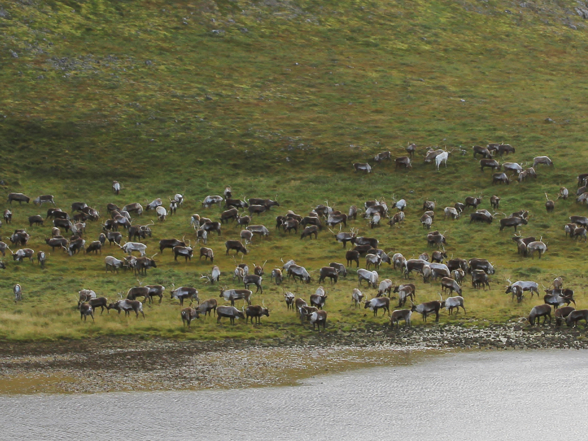 When Their Food Ran Out, These Reindeer Kept Digging : NPR